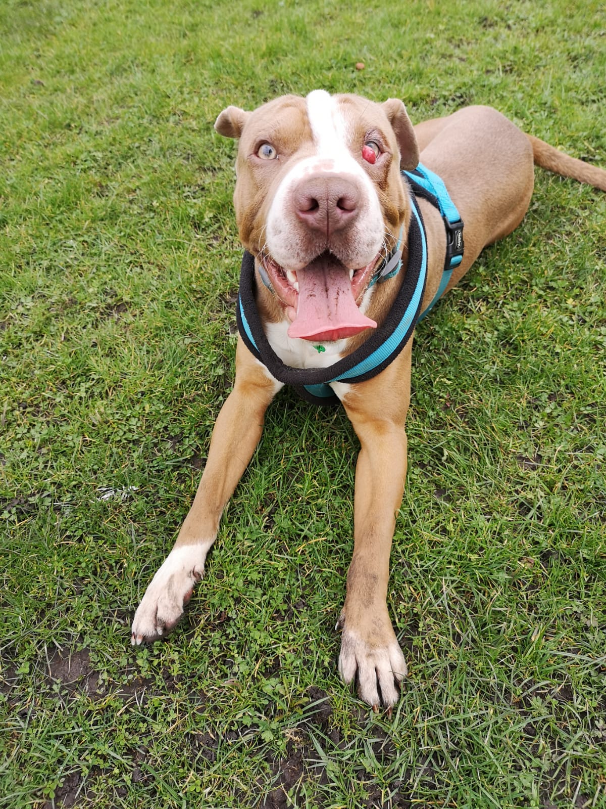 Jerry Green Dog Rescue | DONATE