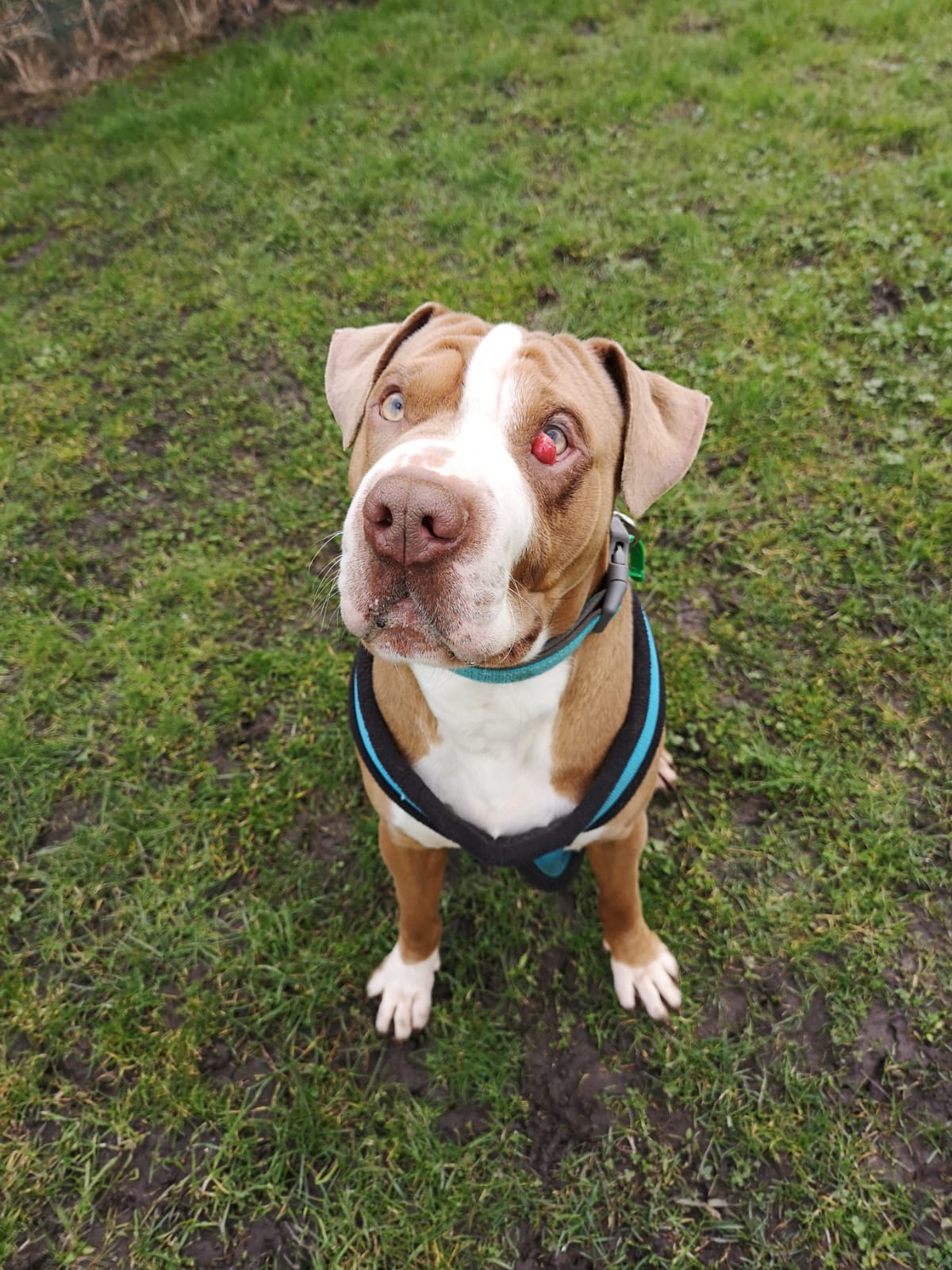 Jerry Green Dog Rescue | DONATE
