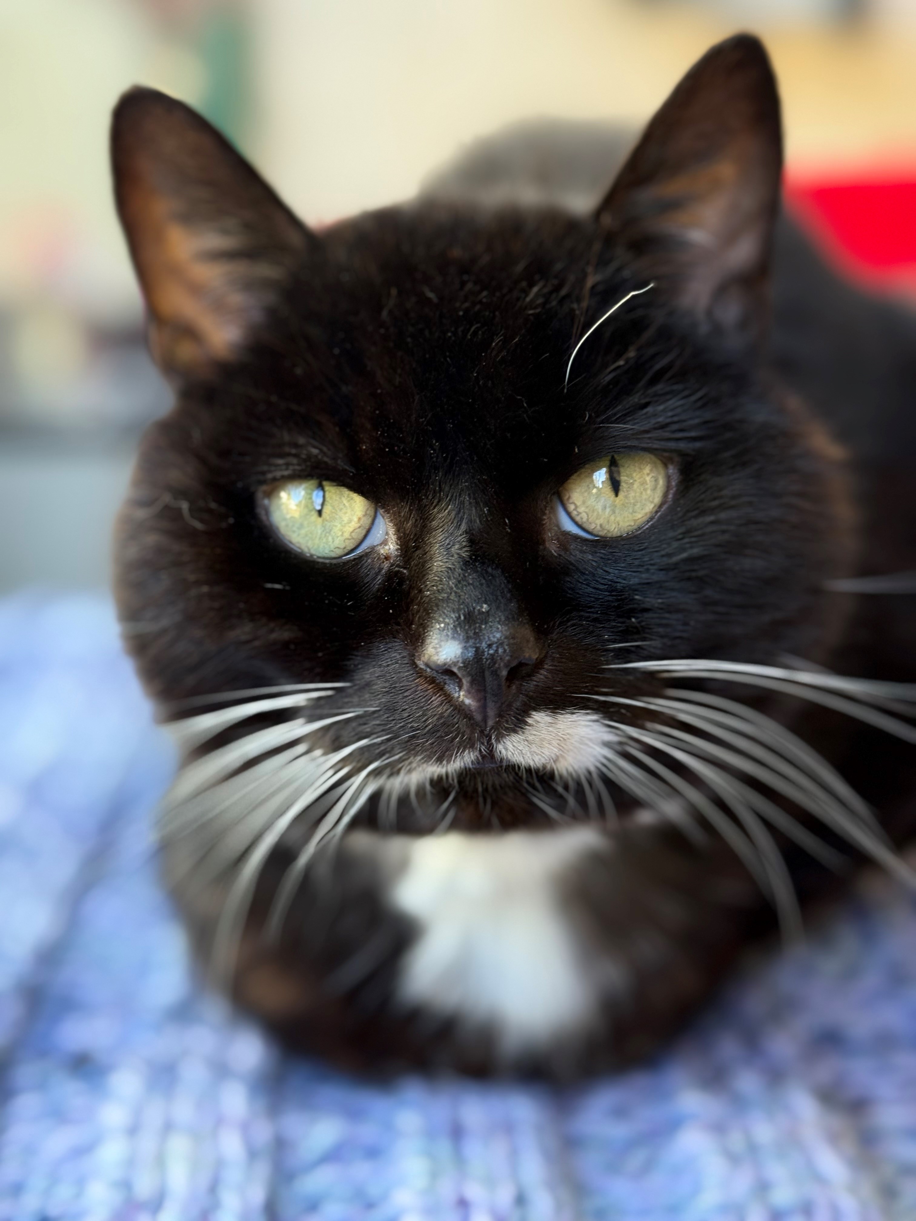 Rebuilding of 'The Mews' special care cat unit | DONATE